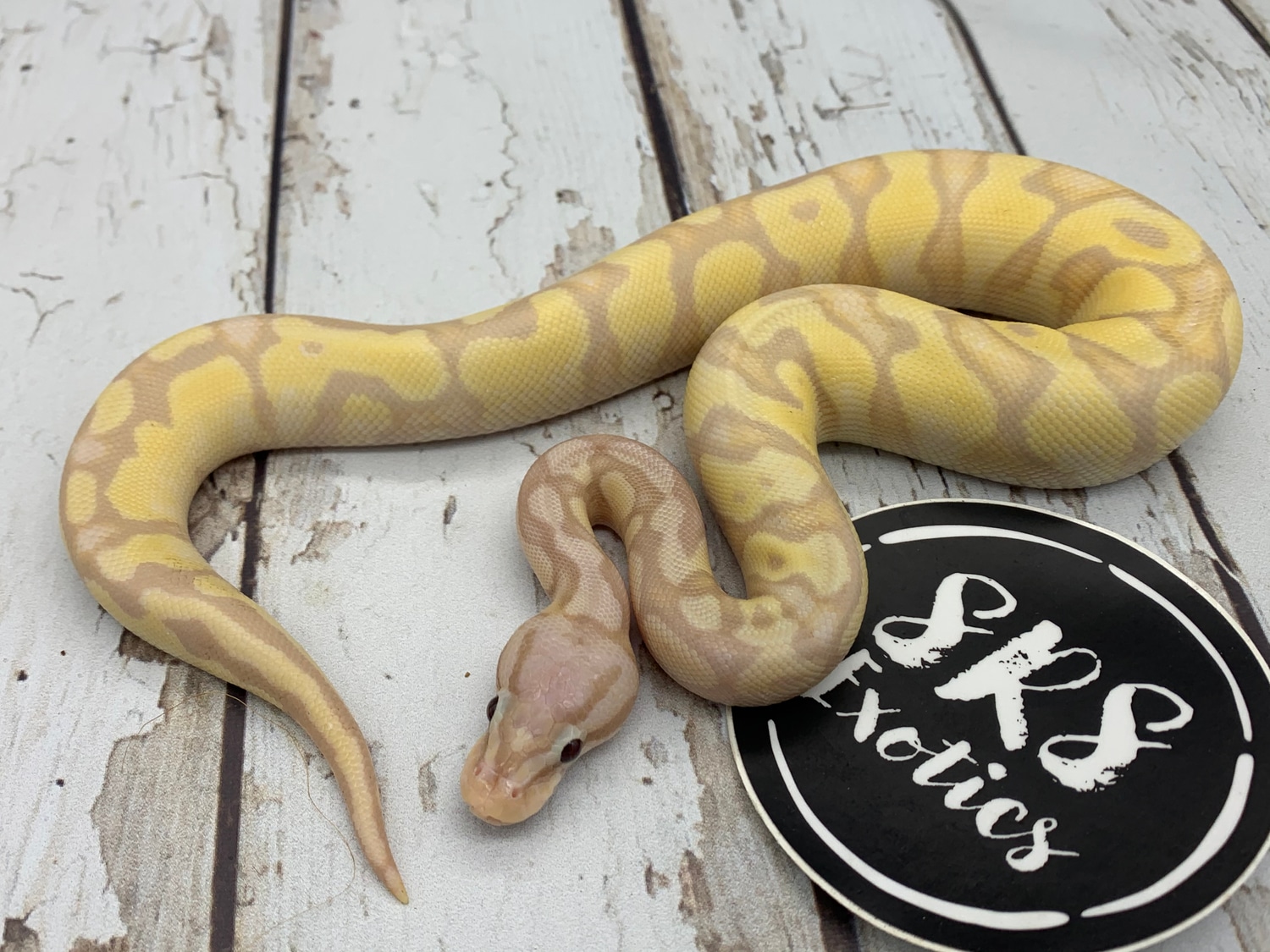 Super Banana Pastel Enchi Spark Ball Python by Srs Exotics - MorphMarket
