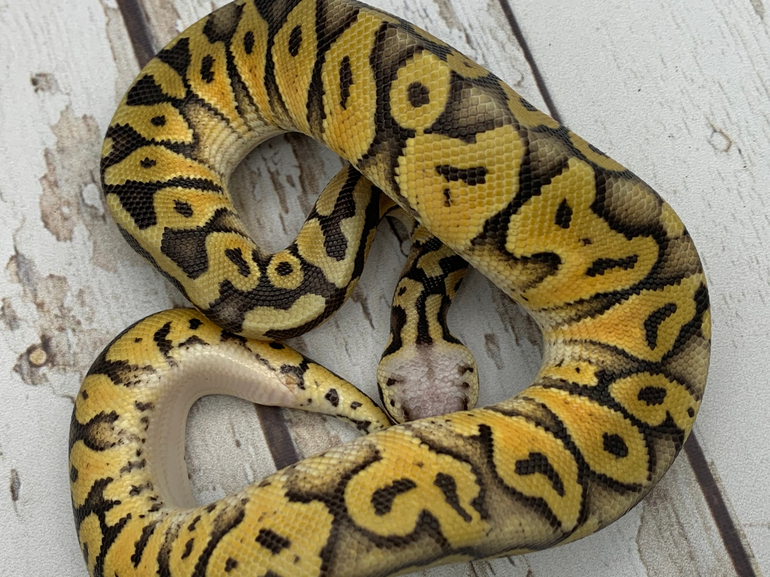 Super Pastel Honey Ball Python by Srs Exotics - MorphMarket