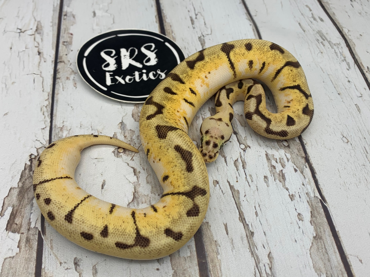 Bumblebee Enchi Yb Ball Python by Srs Exotics - MorphMarket