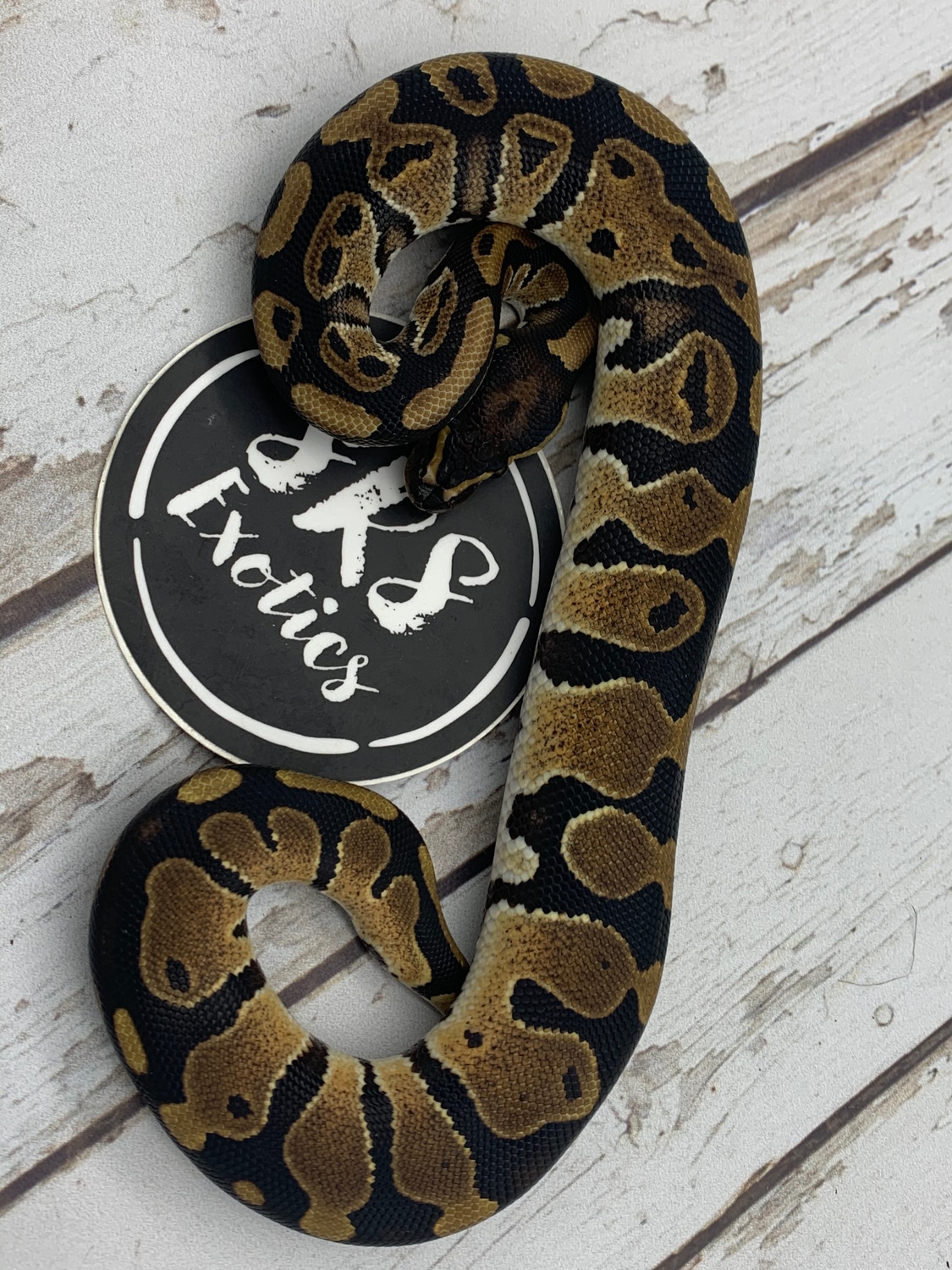 DH Sunset/Pied Ball Python by Srs Exotics - MorphMarket