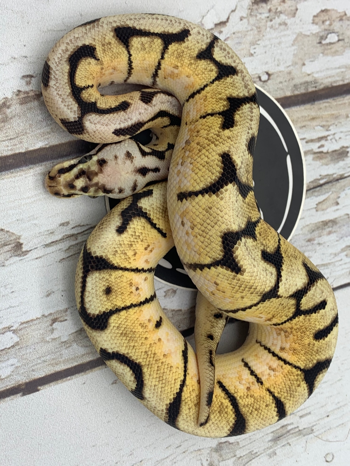 Bumblebee Het Sunset Ball Python by Srs Exotics - MorphMarket
