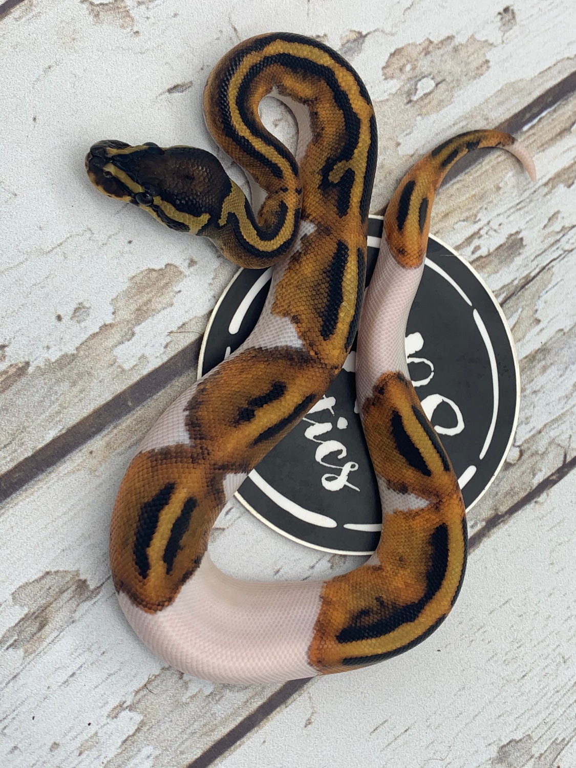 Orange Dream Pied Ball Python by Srs Exotics - MorphMarket