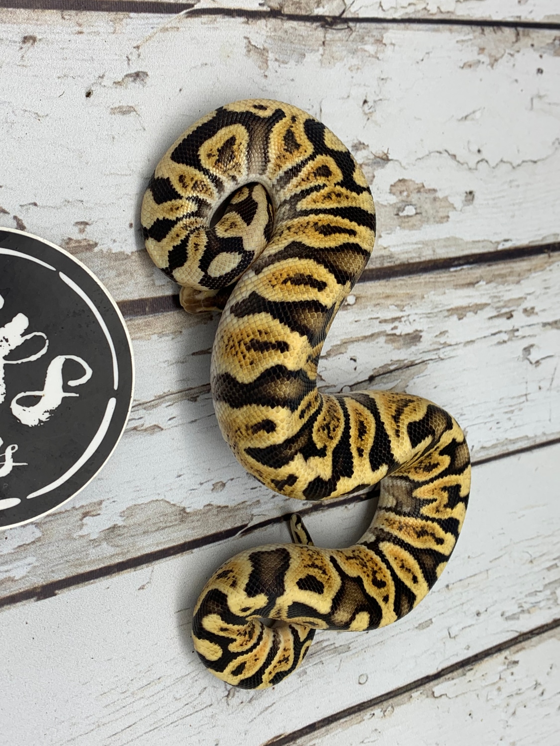 Pastel Ghi Xtreme Gene Ball Python by Srs Exotics - MorphMarket