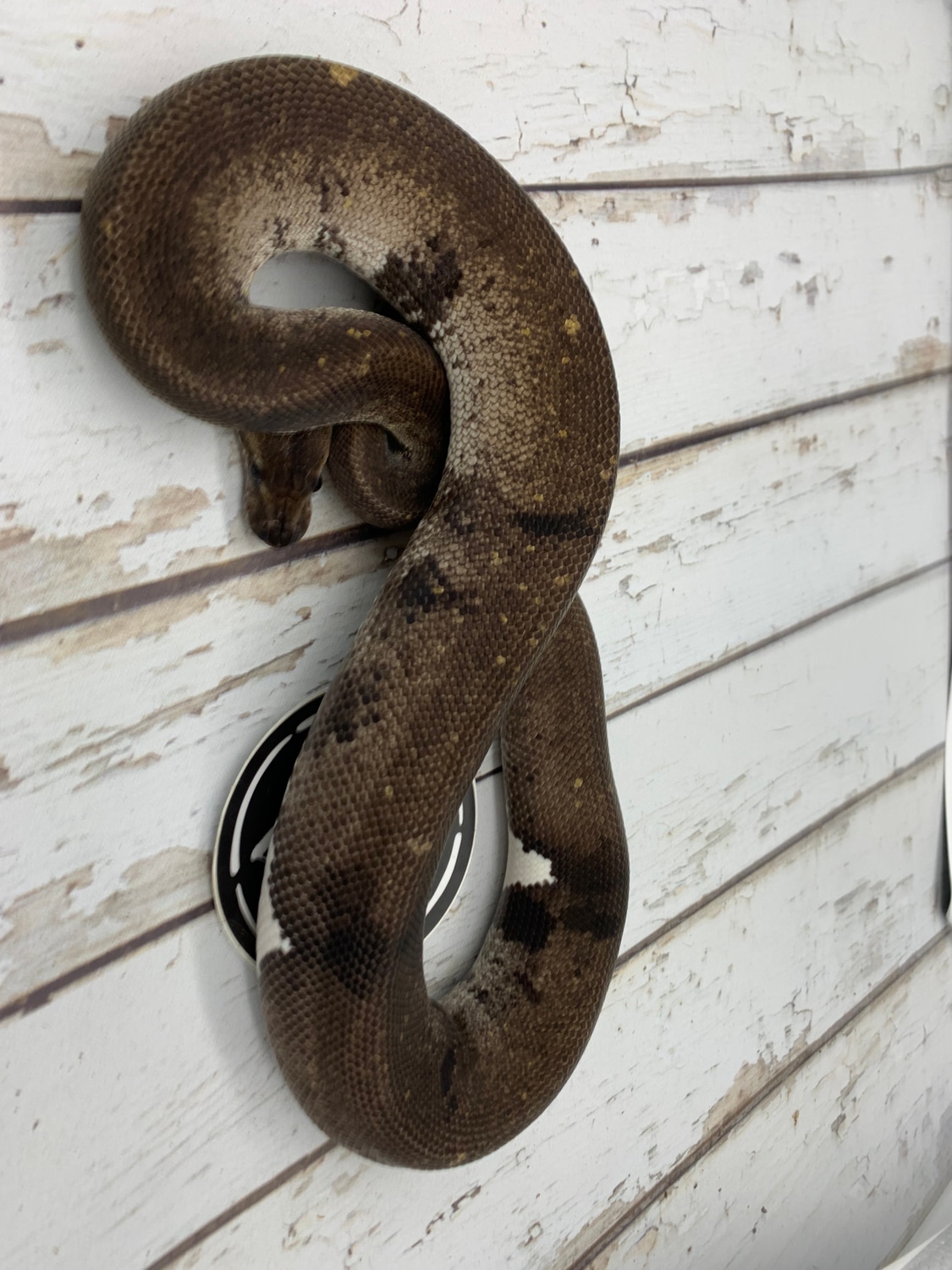 Urban Camo Het Pied Ball Python by Srs Exotics - MorphMarket