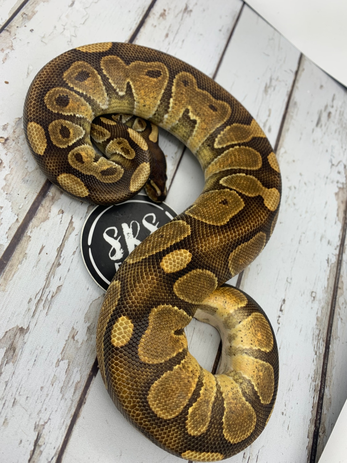 Black Pastel Enchi Arroyo Ball Python by Srs Exotics - MorphMarket