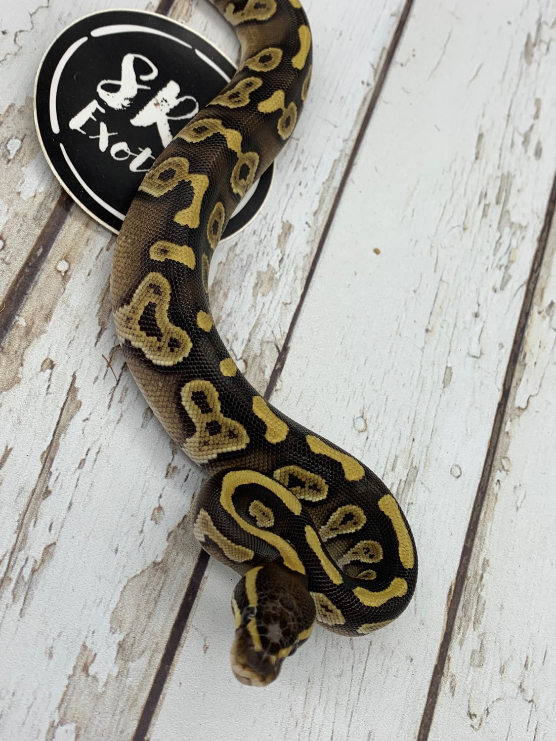 Mojave Scaleless Head Ball Python by Srs Exotics - MorphMarket