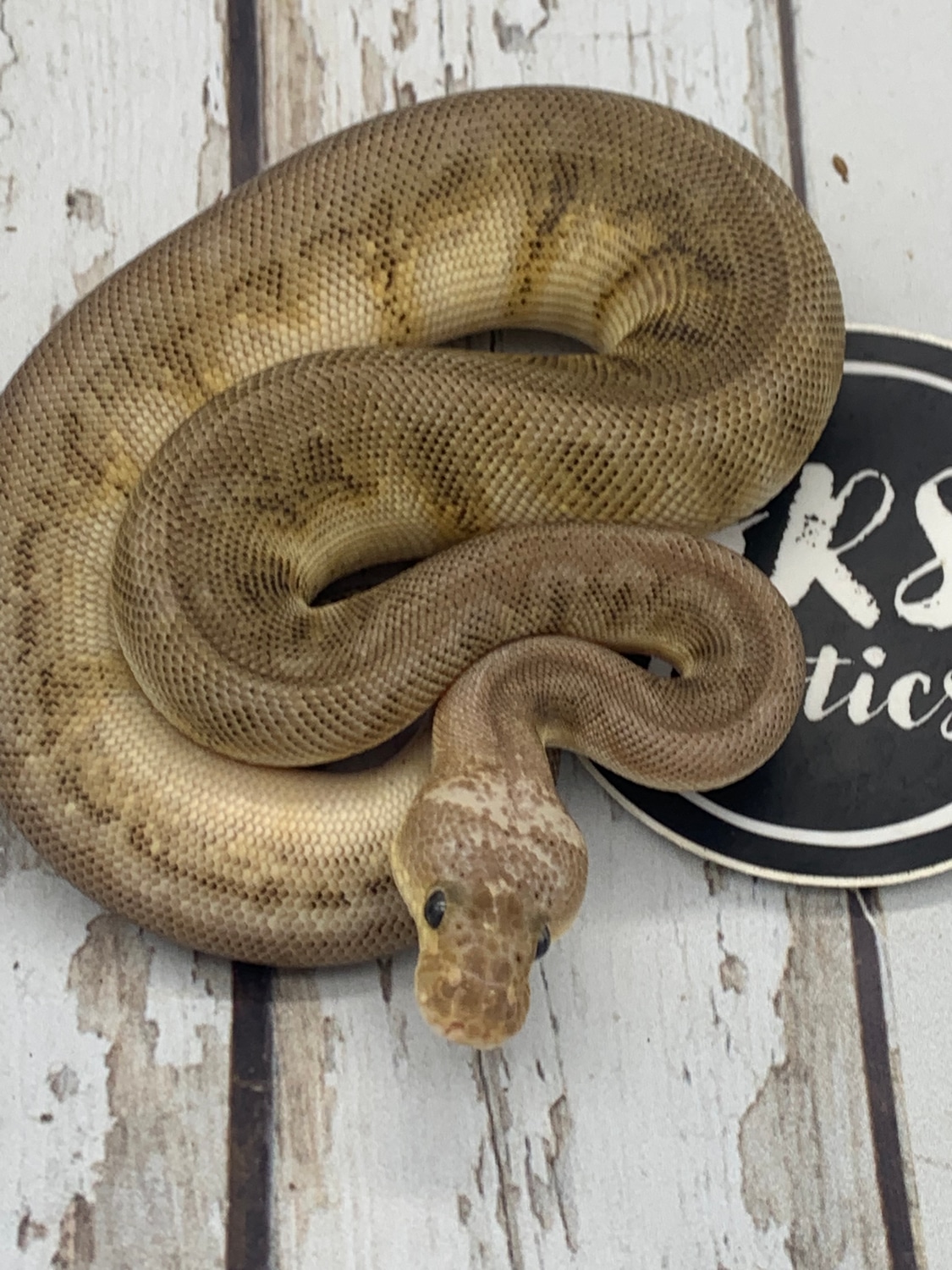 Pastel HGW Wookie Clown Ball Python by Srs Exotics - MorphMarket