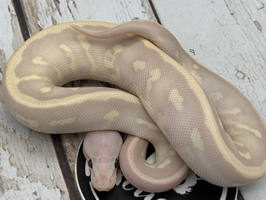 Super Banana Confusion Mojave Fire Ball Python by Srs Exotics