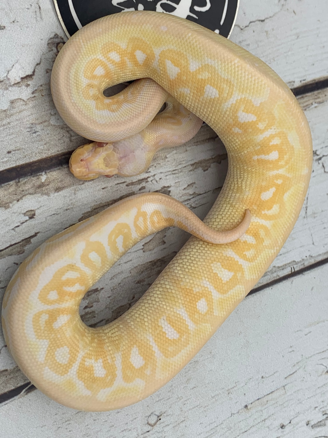 Albino Pewter Ball Python by Srs Exotics - MorphMarket