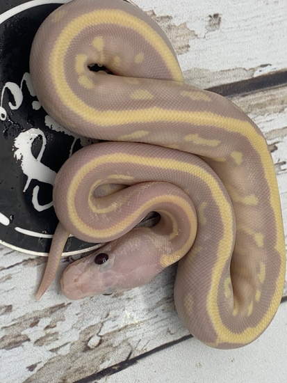 Banana Mojave Confusion Poss Fire Ball Python by Srs Exotics