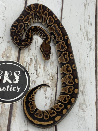 Super Blitz Ball Python by Srs Exotics