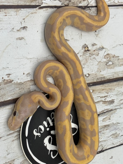 Banana Confusion Ball Python by Srs Exotics