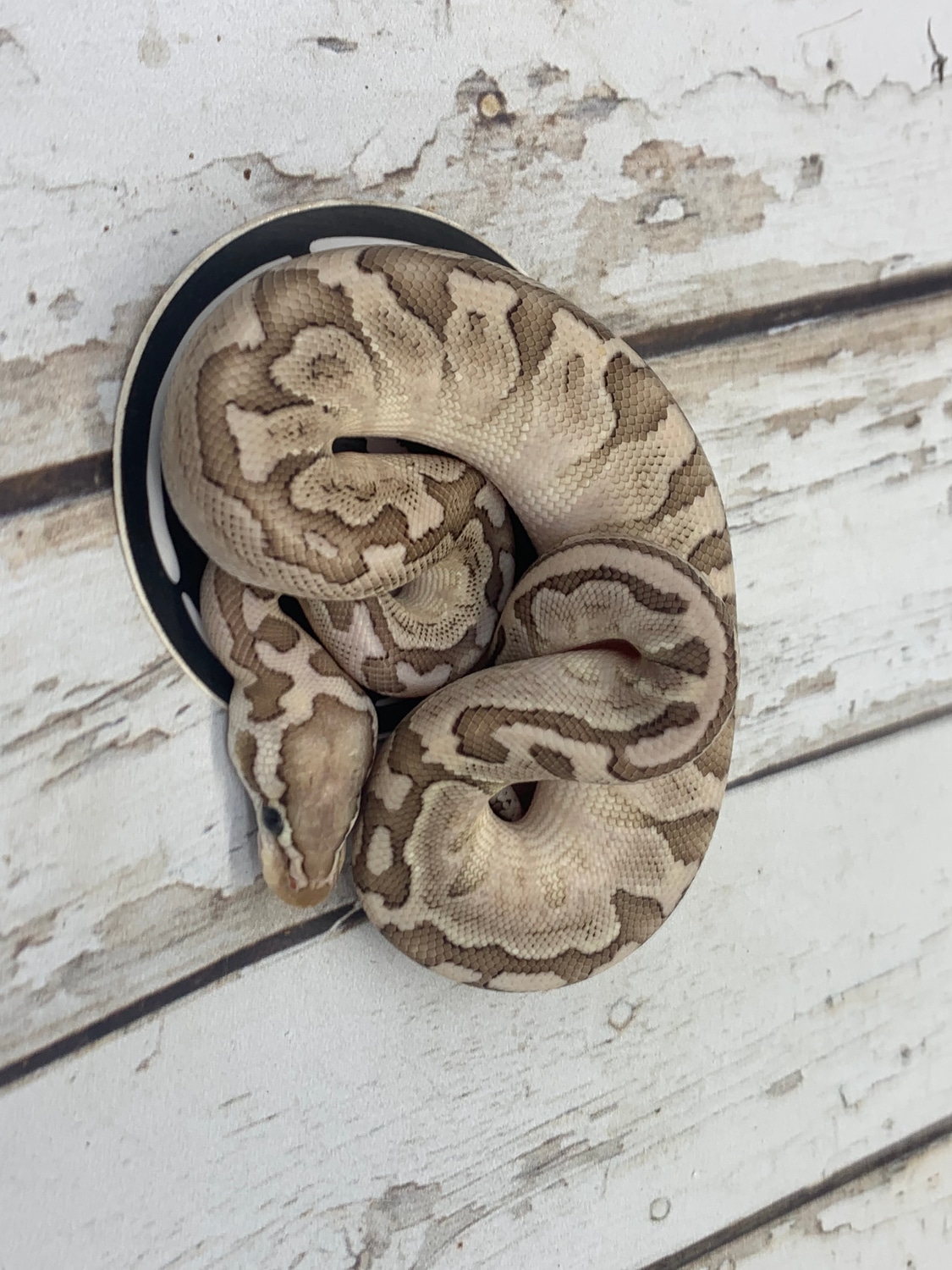 Bamboo Het Clown Ball Python by Srs Exotics - MorphMarket