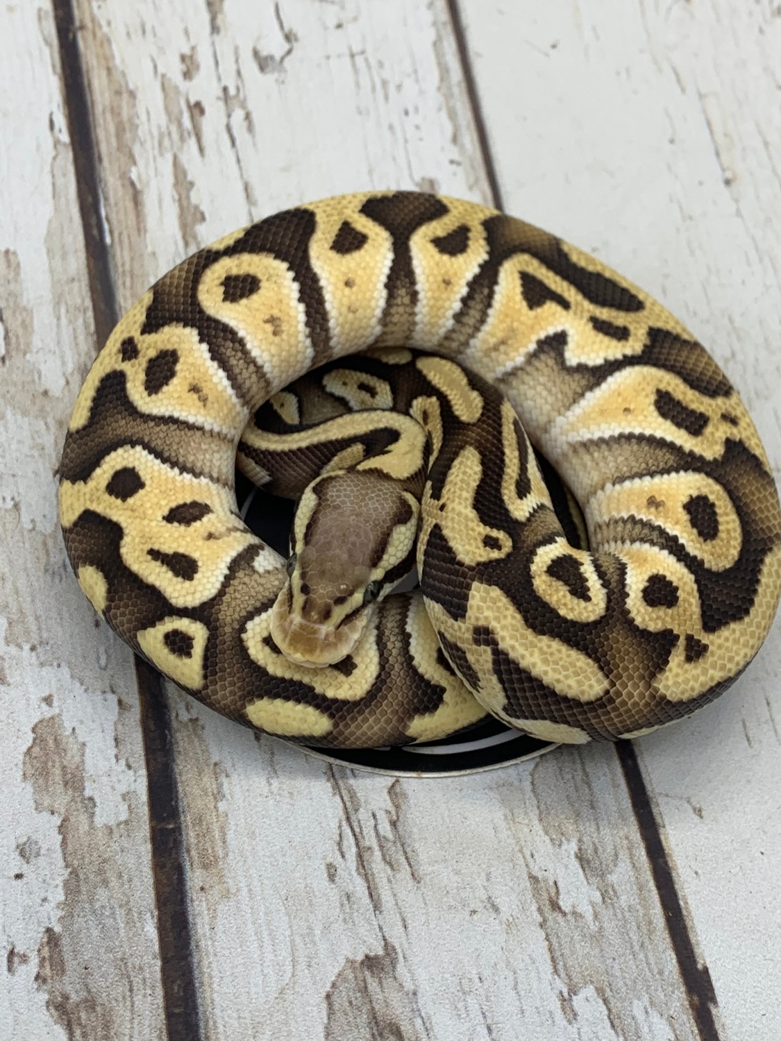 Pastel Vanilla Mojave Het Clown Ball Python by Srs Exotics - MorphMarket