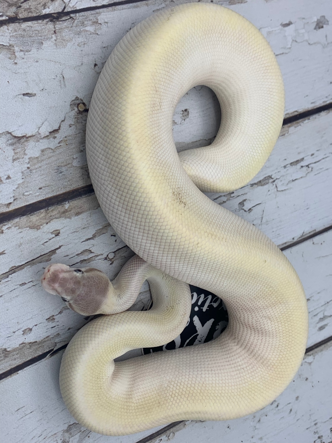 2021 Bel Ball Python by Srs Exotics - MorphMarket