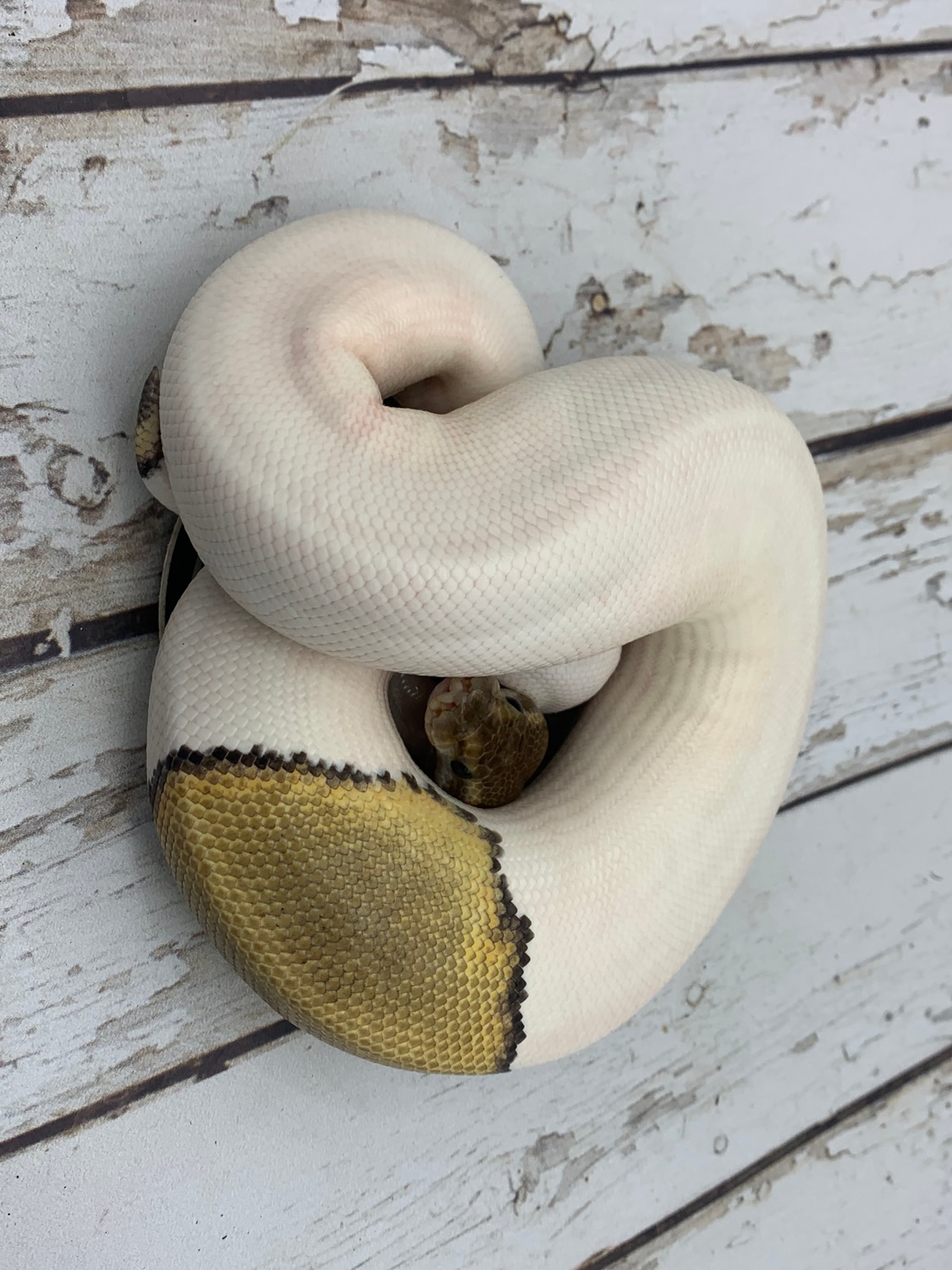 Mojave Pied Ball Python by Srs Exotics - MorphMarket