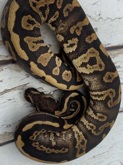 Phantom Confusion Ball Python by Srs Exotics