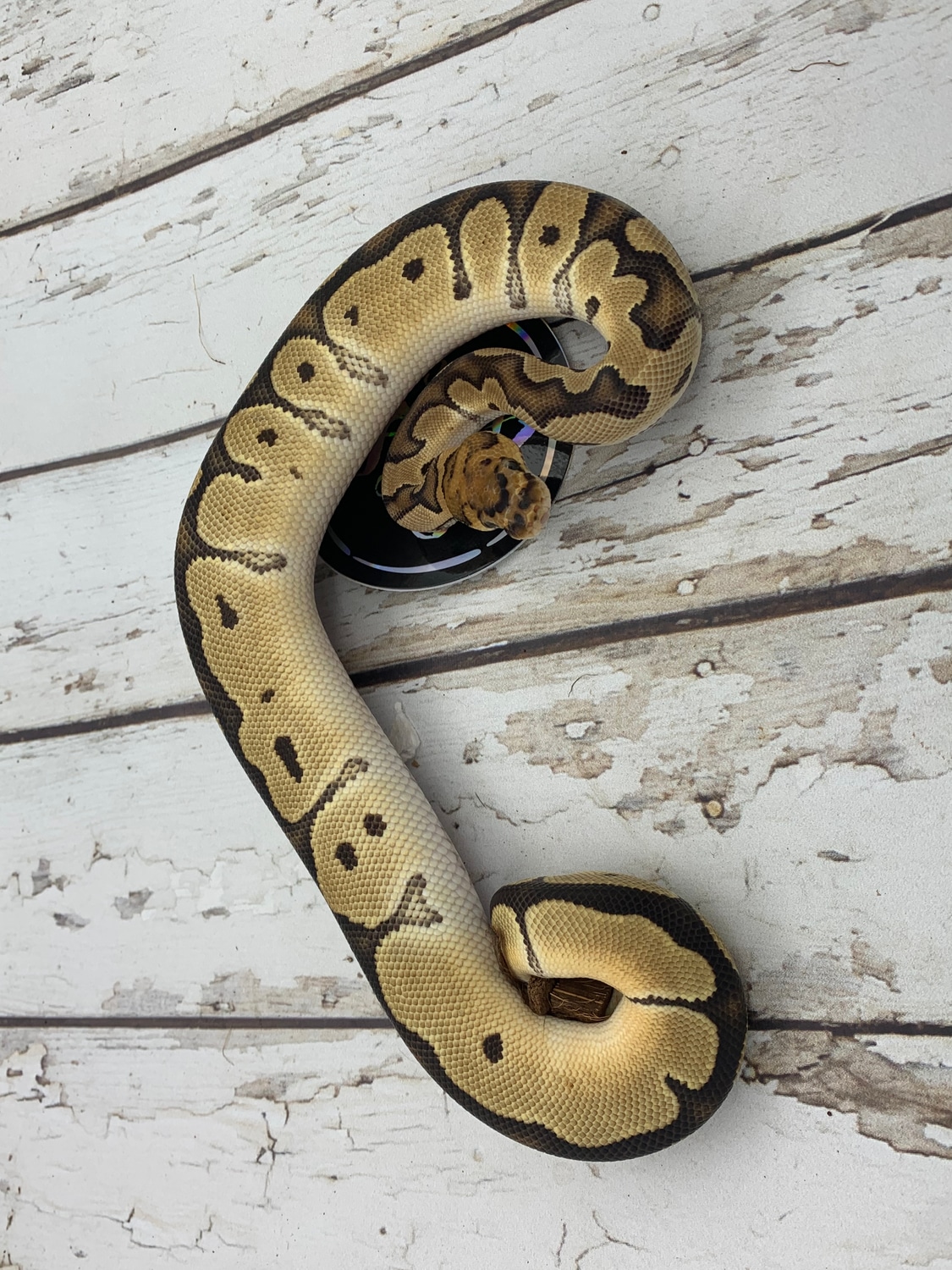 Orange Dream Clown Ball Python by Srs Exotics - MorphMarket