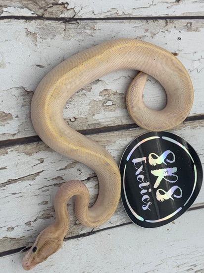 Ivory Het Clown Ball Python by Srs Exotics