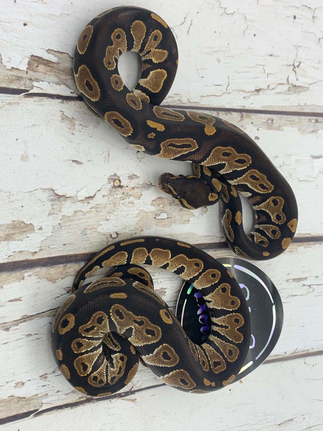 Blackhead Het Candy Ball Python by Srs Exotics - MorphMarket