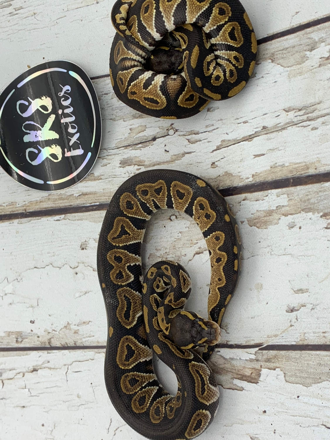 Blackhead Het Candy Ball Python by Srs Exotics - MorphMarket