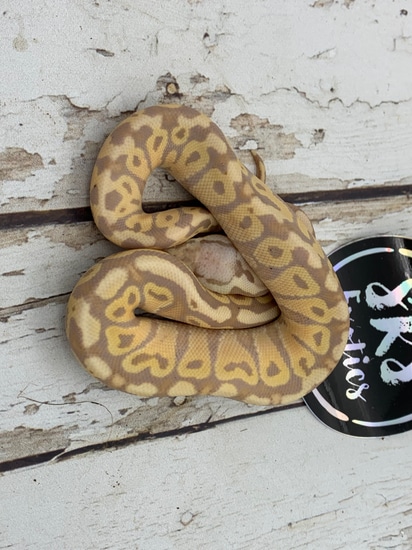 Banana Hurricane 66% Het Clown Ball Python by Srs Exotics
