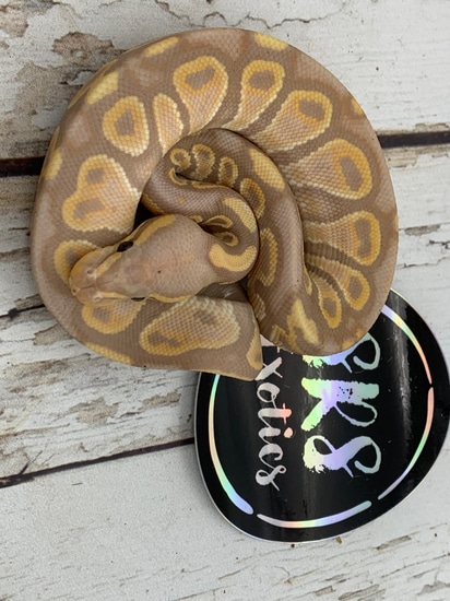 Banana Chocolate Ball Python by Srs Exotics