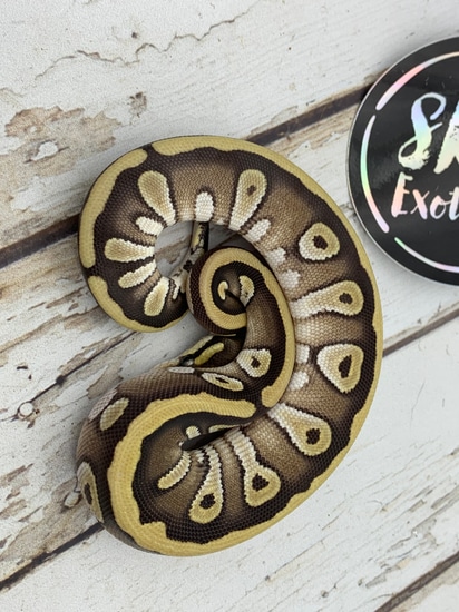Mojave Chocolate Ball Python by Srs Exotics