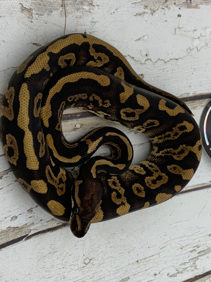 Phantom Confusion Ball Python by Srs Exotics