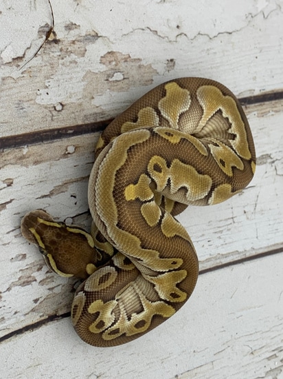Adder Lesser Enchi Black Pastel Ball Python by Srs Exotics