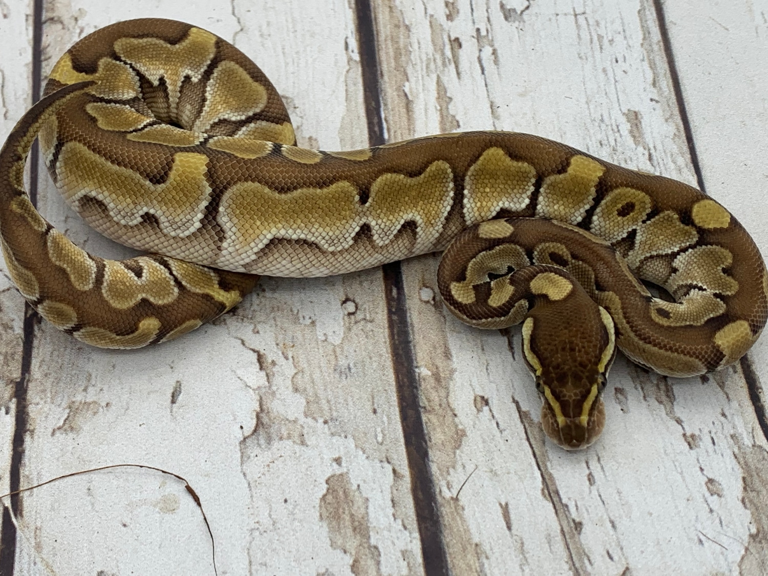 Adder Lesser Enchi Black Pastel Ball Python by Srs Exotics - MorphMarket