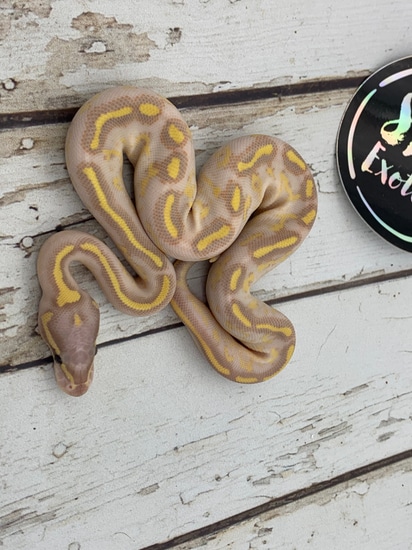 Banana Freeway Ball Python by Srs Exotics