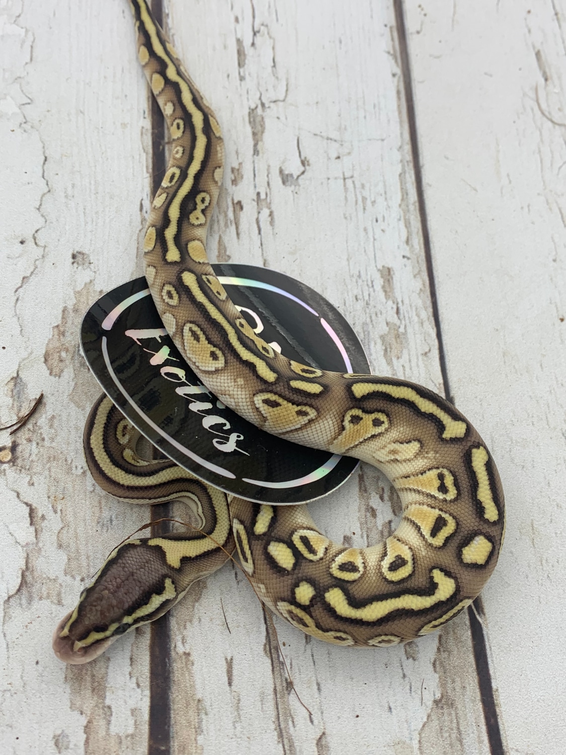 Pastel Butter Wookie Het Clown Ball Python by Srs Exotics - MorphMarket