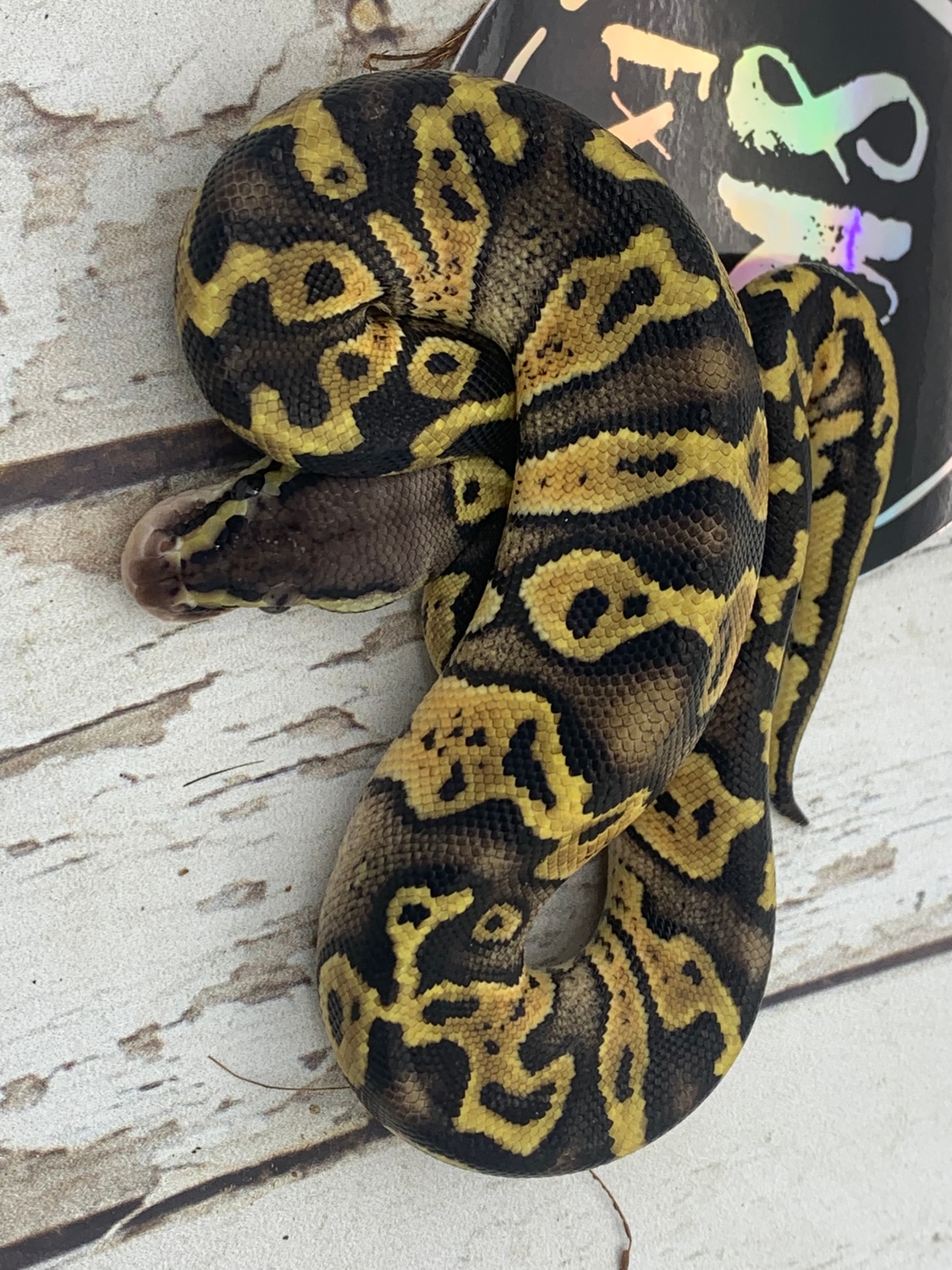Pastel Wookie Het Clown Ball Python by Srs Exotics - MorphMarket