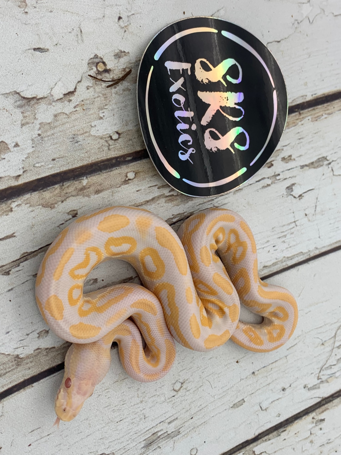 Cinnamon Toffino Ball Python by Srs Exotics - MorphMarket