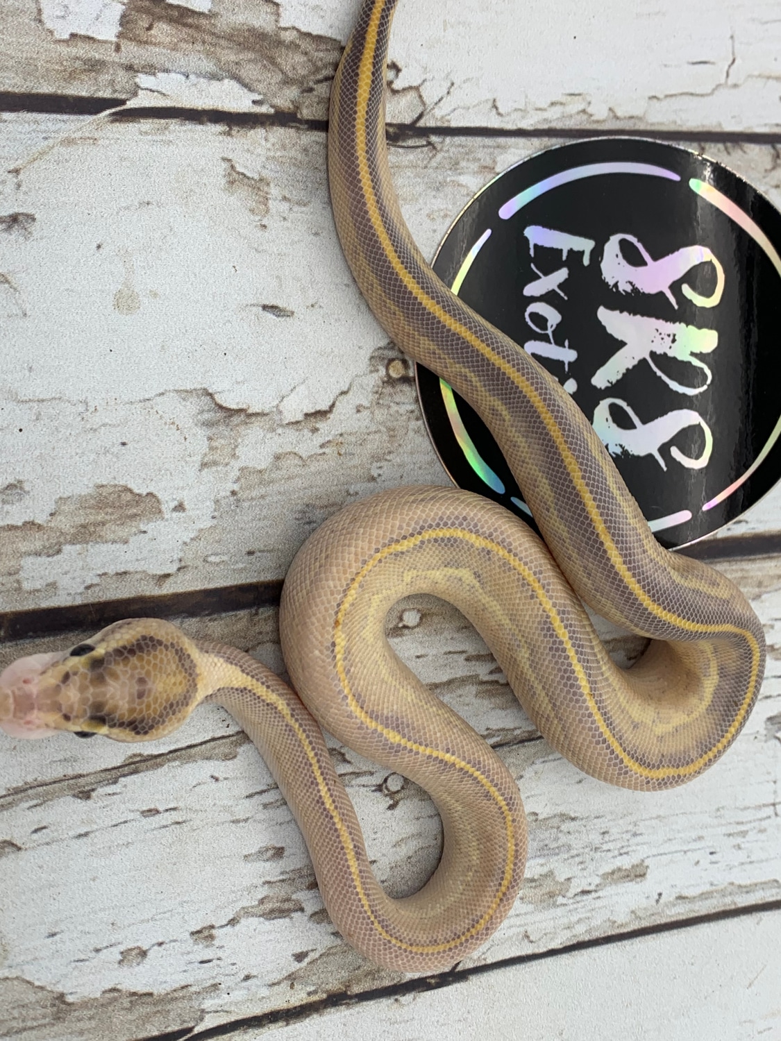 Fire Leopard Ivory Ball Python by Srs Exotics - MorphMarket