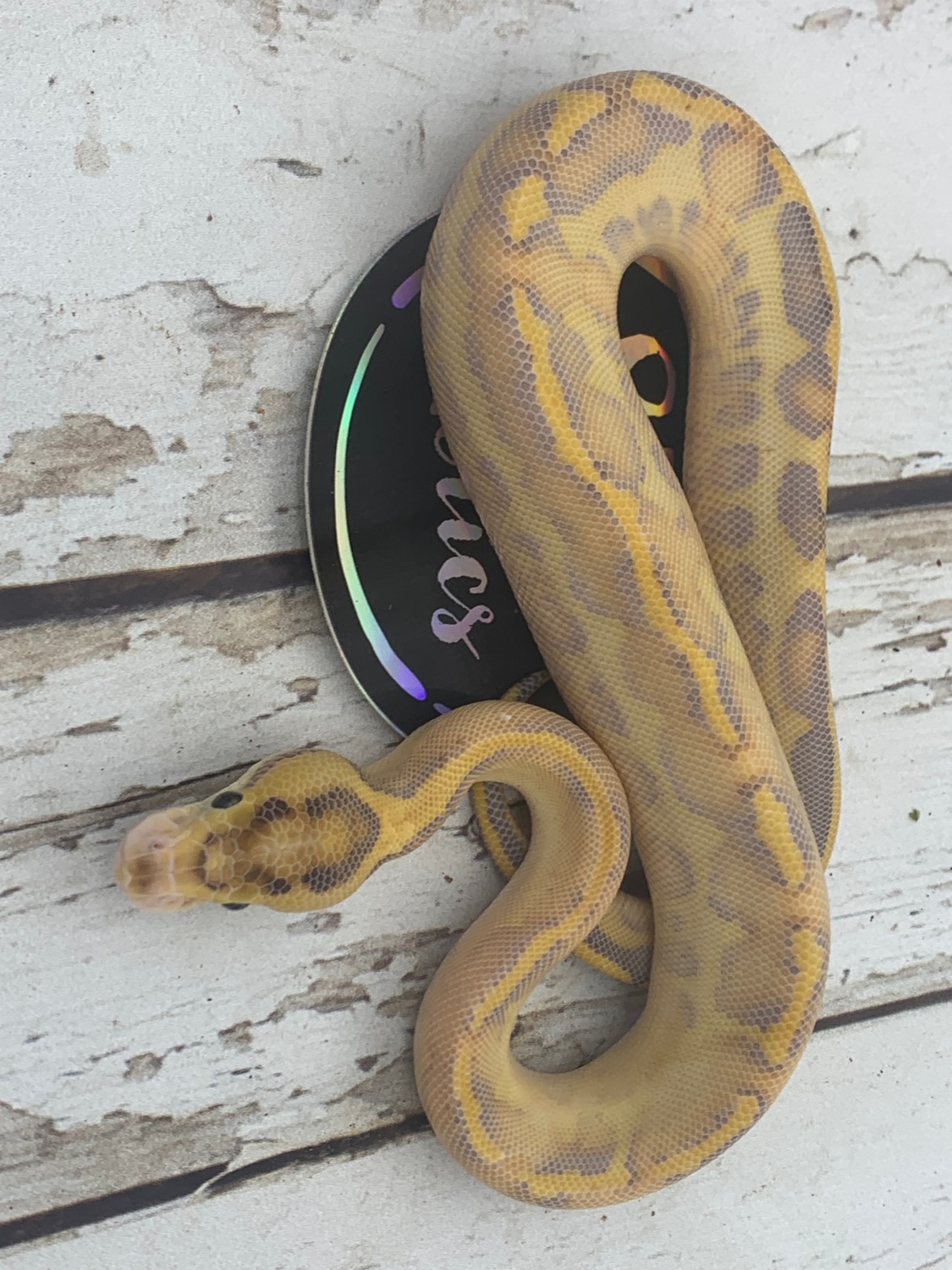 Enchi Leopard Superstripe Ball Python by Srs Exotics - MorphMarket