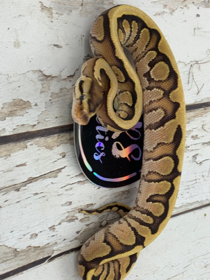 Fire HGW Ball Python by Srs Exotics