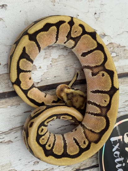 Fire HGW Ball Python by Srs Exotics