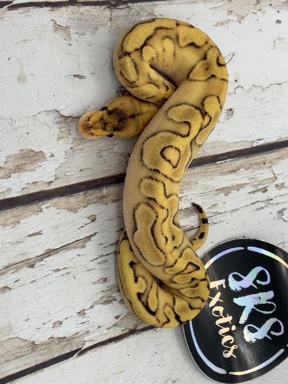 Orange Dream Fire Leopard Champagne Ball Python by Srs Exotics