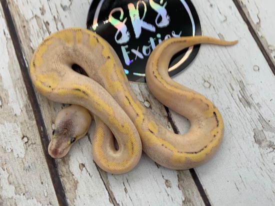 Pastel Orange Dream Enchi Champagne Ball Python by Srs Exotics