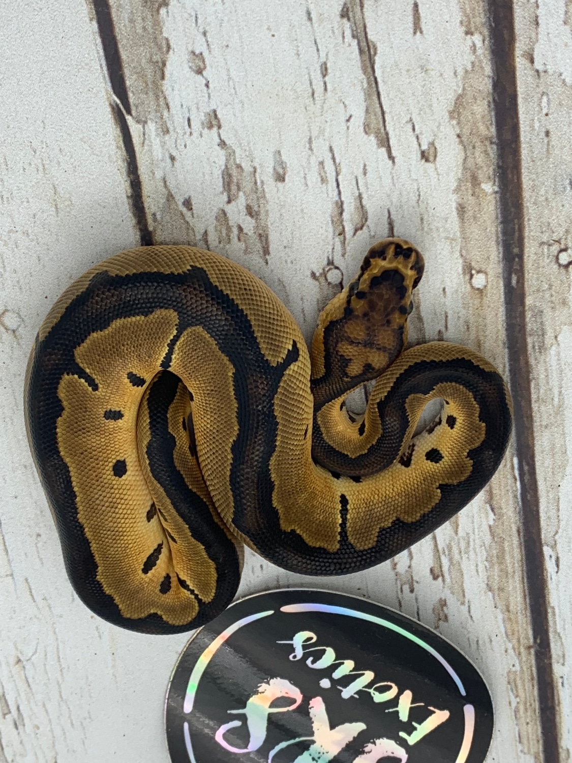 Red Stripe Clown Ball Python by Srs Exotics - MorphMarket