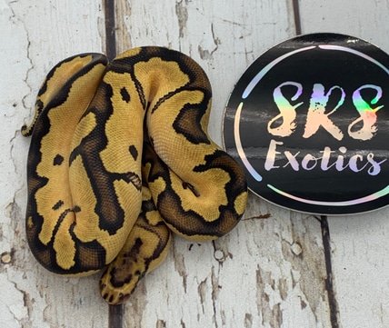 Srs Exotics - MorphMarket