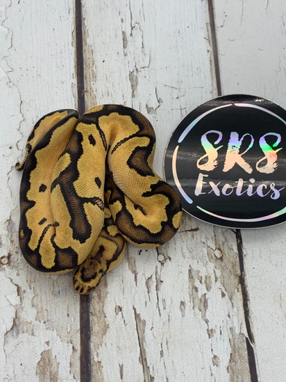 Fire Redstripe Clown Ball Python by Srs Exotics