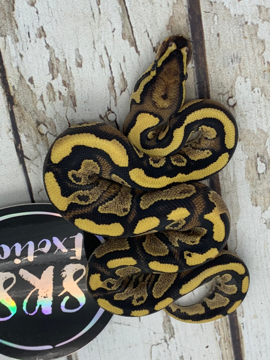 Fire Redstripe Yellowbelly Het Clown Ball Python by Srs Exotics ...