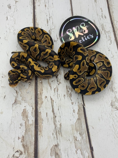 Asphalt Ball Python by Srs Exotics