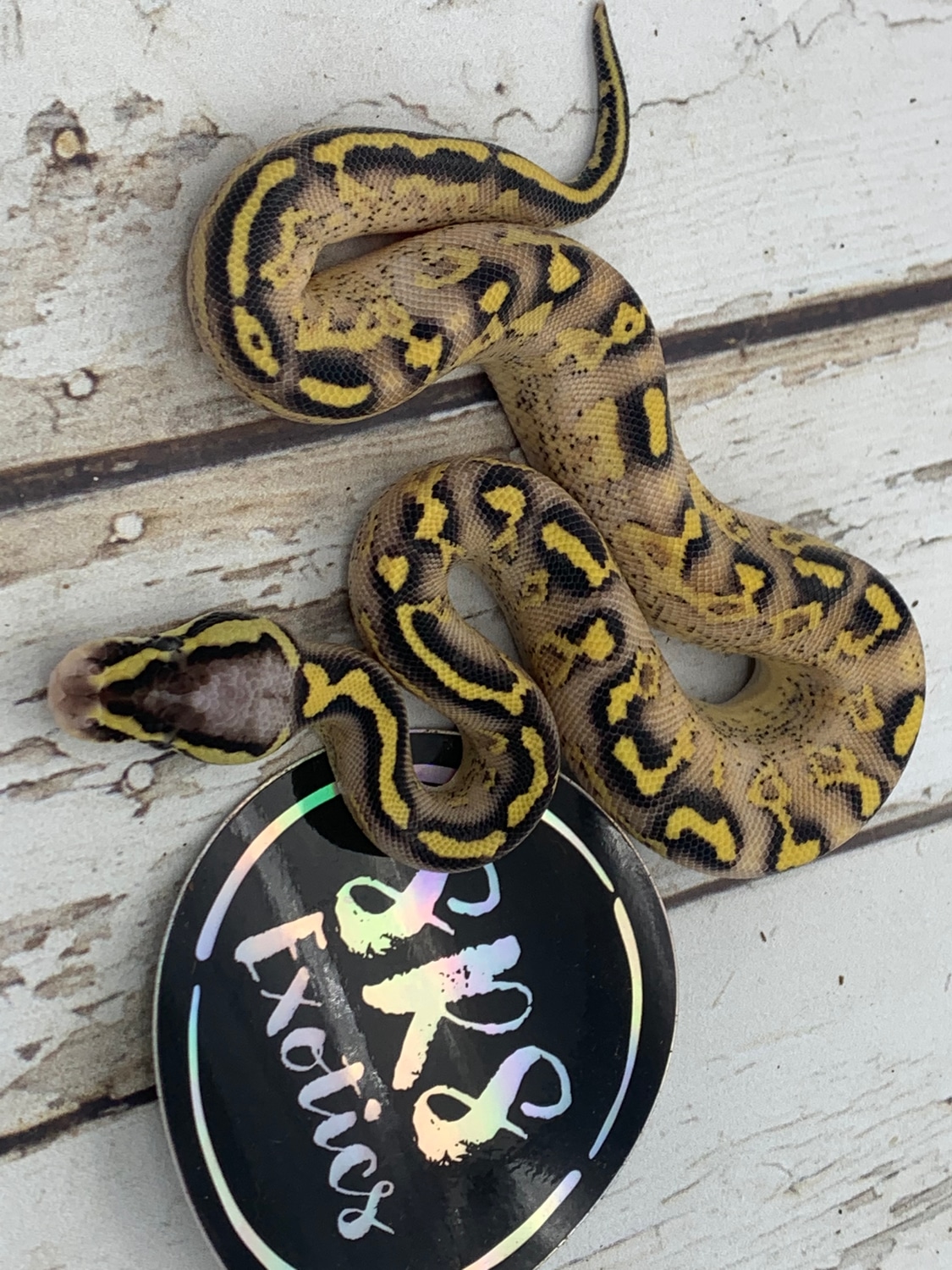 Pastel Freeway Ball Python by Srs Exotics - MorphMarket