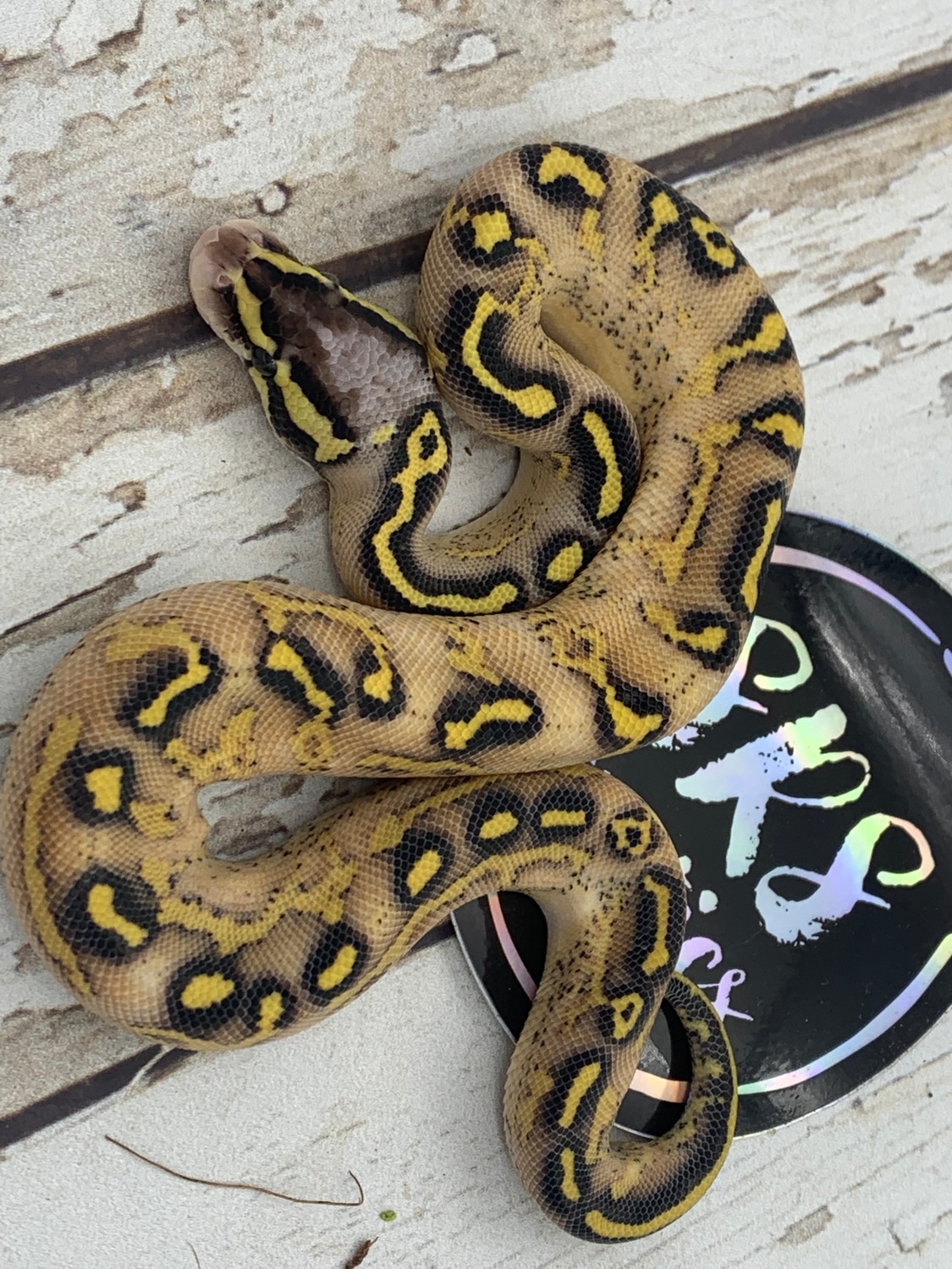 Pastel Freeway Ball Python by Srs Exotics - MorphMarket
