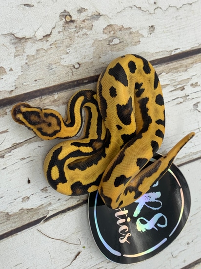 Orange Dream Fire Yellowbelly Leopard Poss Calico Ball Python by Srs Exotics
