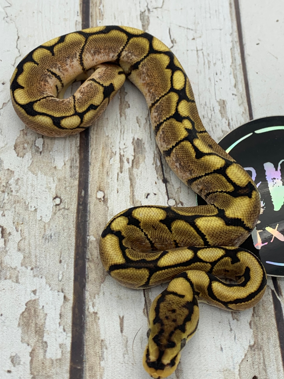 Spider Asphalt Ball Python by Srs Exotics - MorphMarket